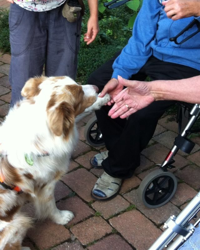 Einsatz als Therapiehund - Yellowstone Australian Shepherds