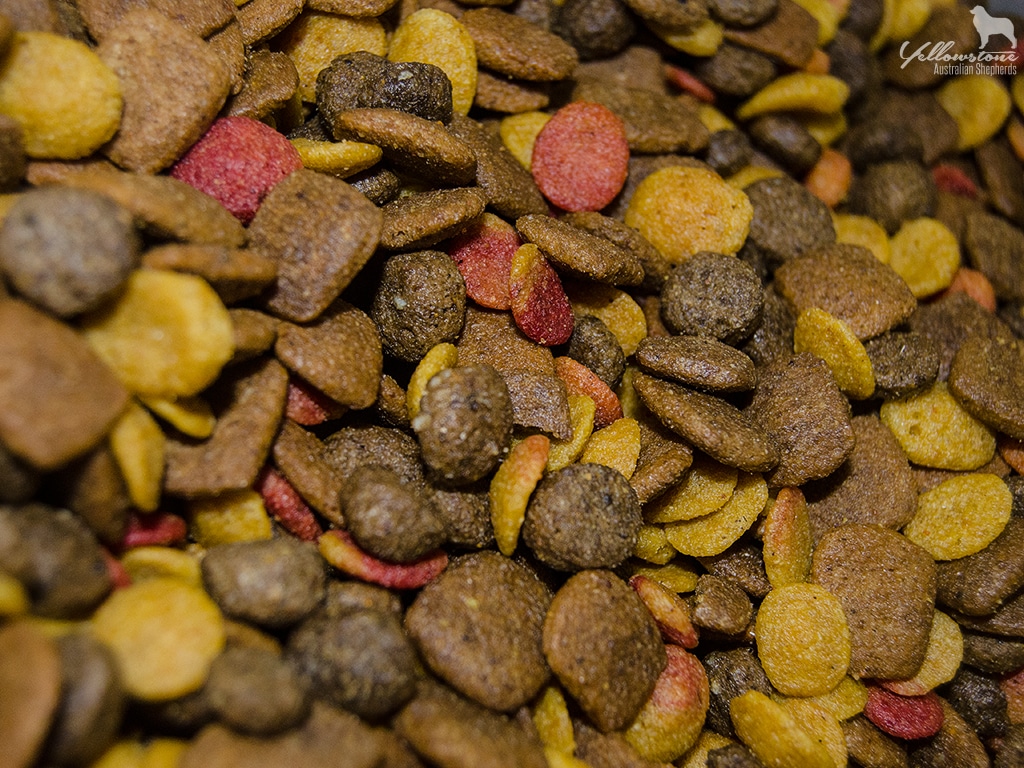 Informationen über den Australian Shepherd - Yellowstone Aussies